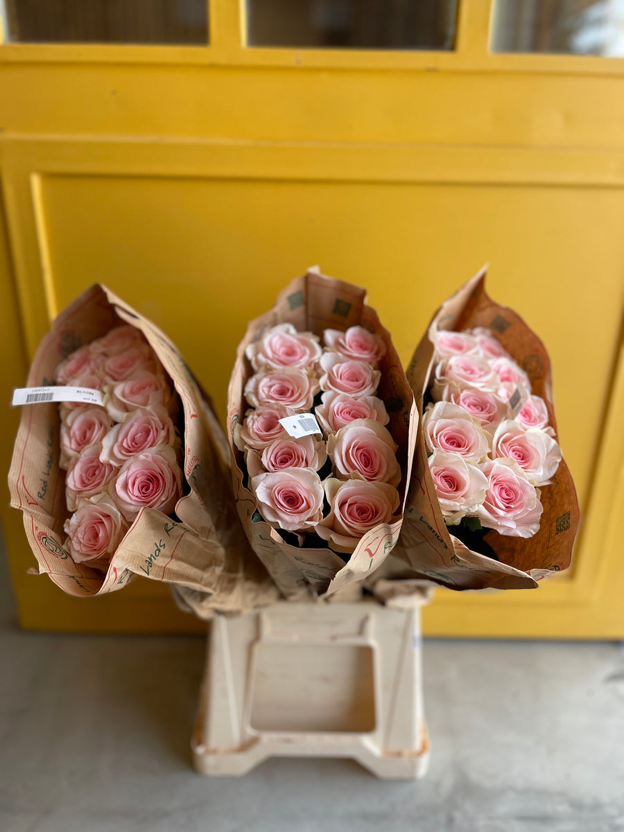 Rose Novia – Bloom Inn