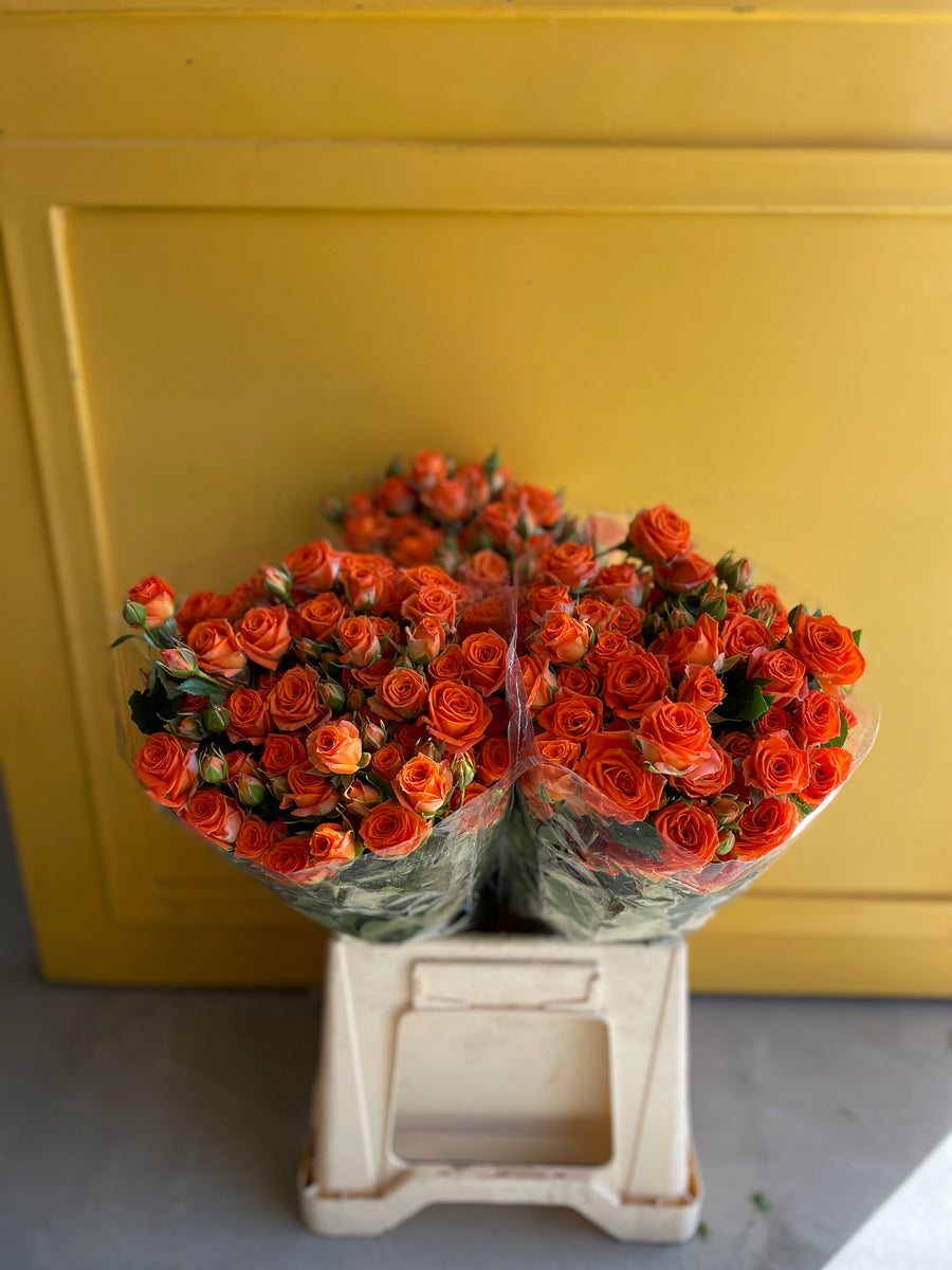 Spray Rose Picanto سبري روز – Bloom Inn