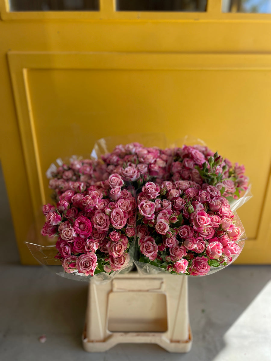 Spray Rose Flinders Lane – Bloom Inn