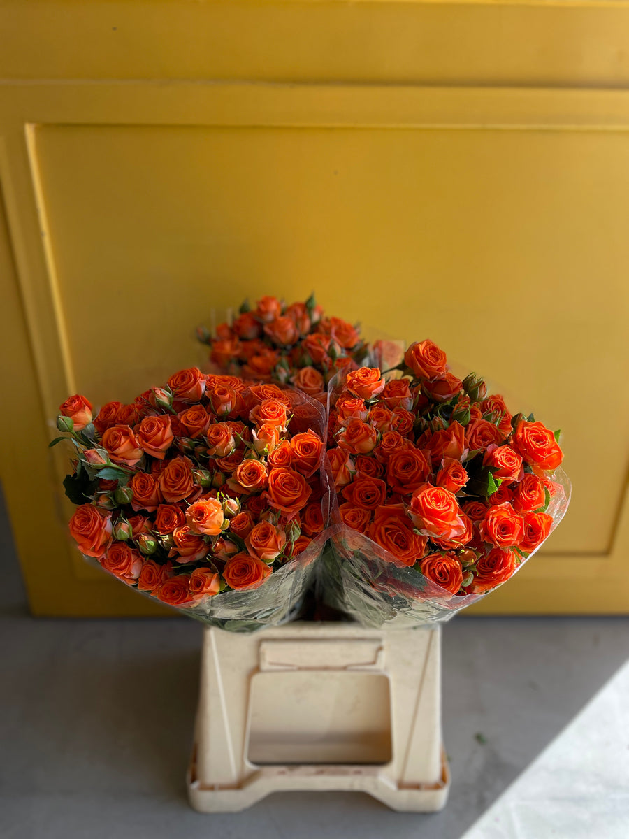 Spray Rose Picanto سبري روز – Bloom Inn