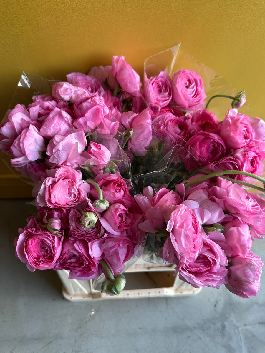 Ranunculus Dark Pink EG Ranunculus – Bloom Inn