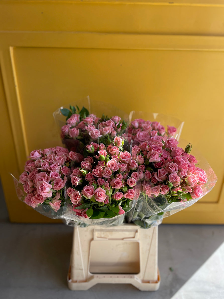 Spray Rose Odilia سبري روز – Bloom Inn