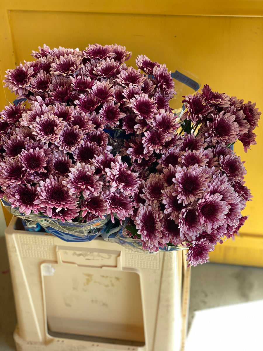 Chrysanthemum Doria Chocolate KE كرسانثيمو – Bloom Inn